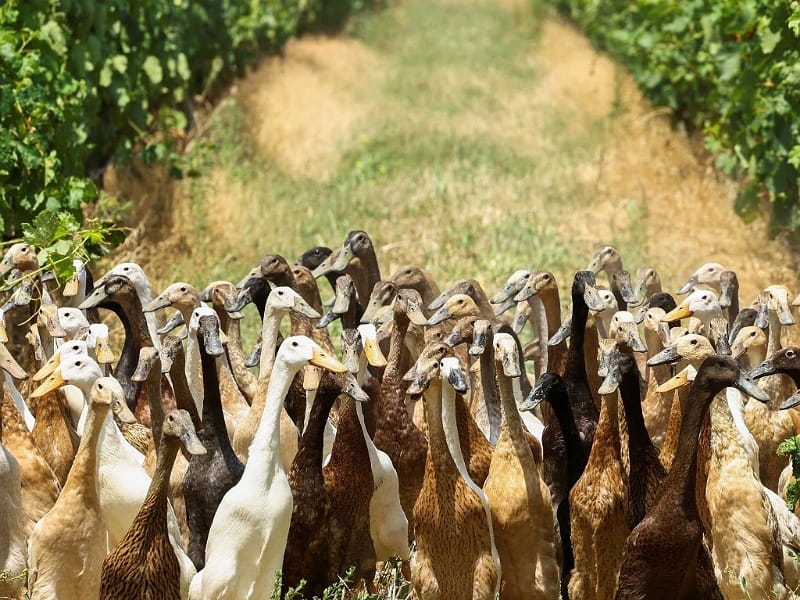 Duck army keeps the wine safe - Scrolla.Africa