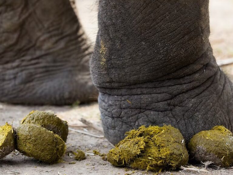 Mzansi scientists hit the jackpot – a treasure trove of animal dung ...