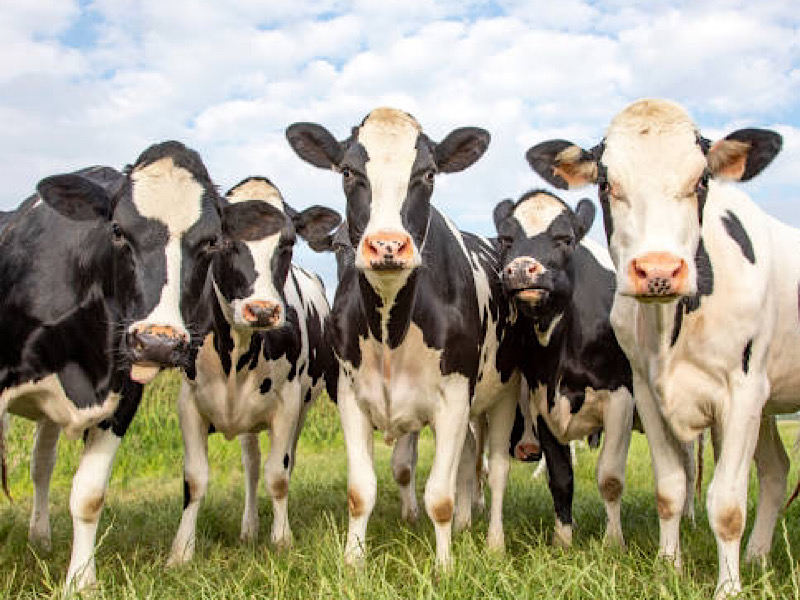 China raises the steaks with cloned ‘super cows’ - Scrolla.Africa