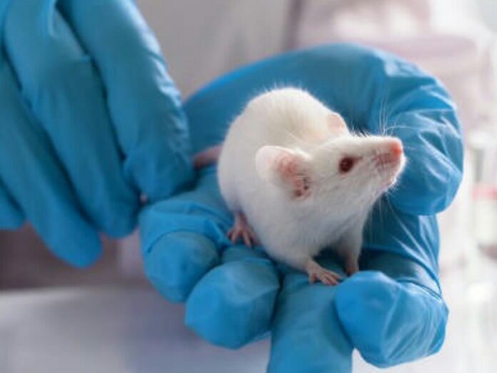 Rats with ‘human brains’ could solve medical problems | Scrolla.Africa