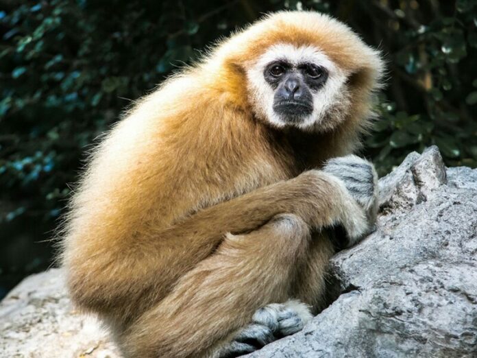 Good gibbons! Momo’s had a baby! | Scrolla.Africa