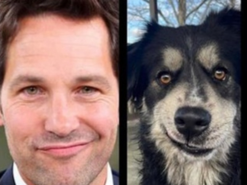 Meet Pawl Ruff, Paul Rudd’s doggy twin | Scrolla.Africa