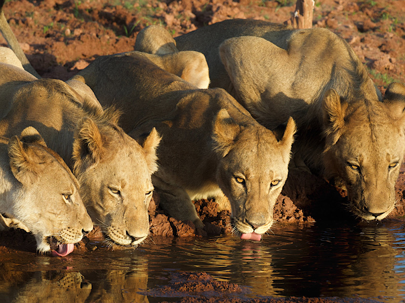 Starving lions and hyenas invade Hwange - Scrolla.Africa