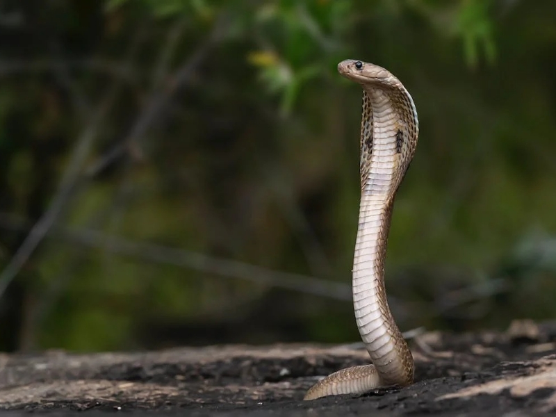 There’s a snake in my… cockpit? - Scrolla.Africa