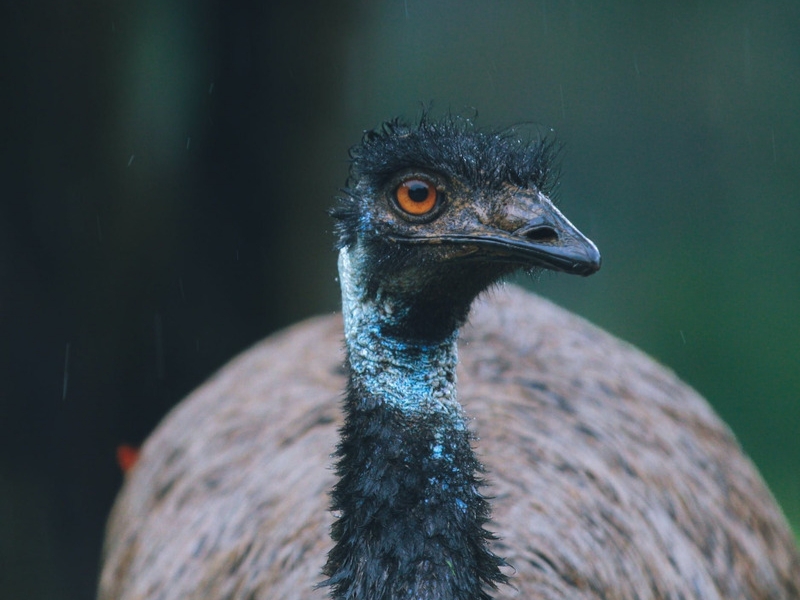 MeeMoo the emu, America’s latest deadbeat dad | Scrolla.Africa