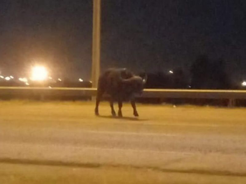 Ramaphosa on the loose: Buffalo spotted on highway! - Scrolla.Africa