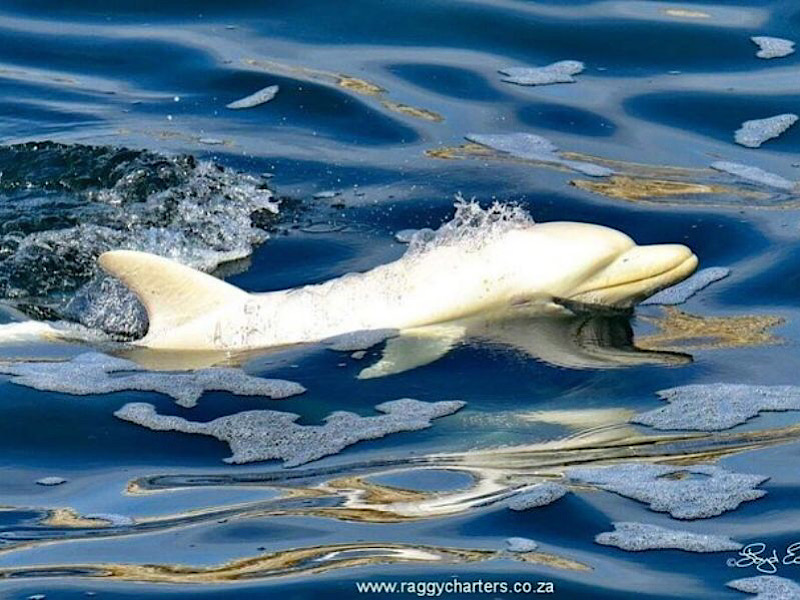 Africa’s first ever albino dolphin spotted in EC! - Scrolla.Africa