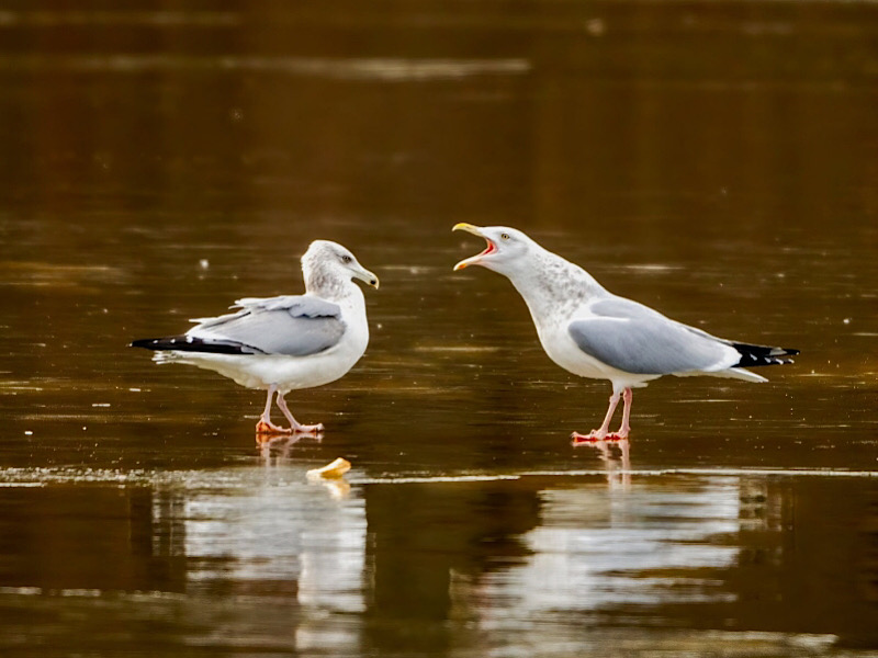 England zoo seeks seagull scarecrow! - Scrolla.Africa