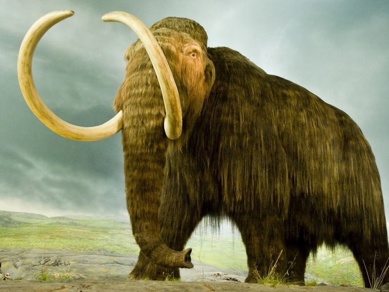 The wild and woolly sex lives of mammoths | Scrolla.Africa