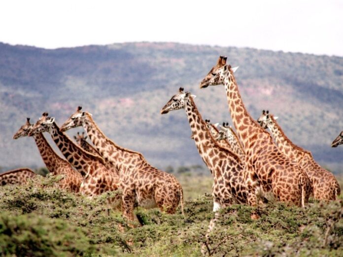 Inbred giraffes drive species towards extinction | Scrolla.Africa