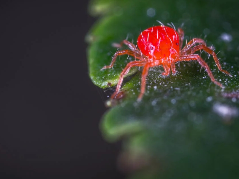 The Creepy Sex Ritual Of Spider Mites Scrollaafrica