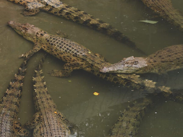 Beware! Crocs love the sound of babies crying - Scrolla.Africa