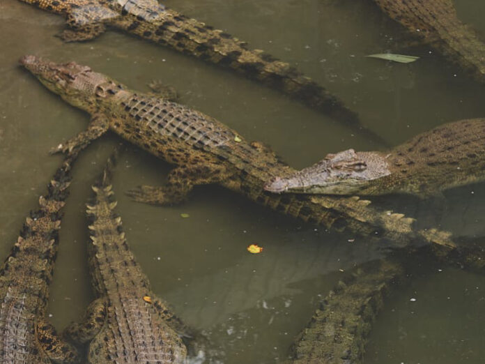Beware! Crocs love the sound of babies crying | Scrolla.Africa