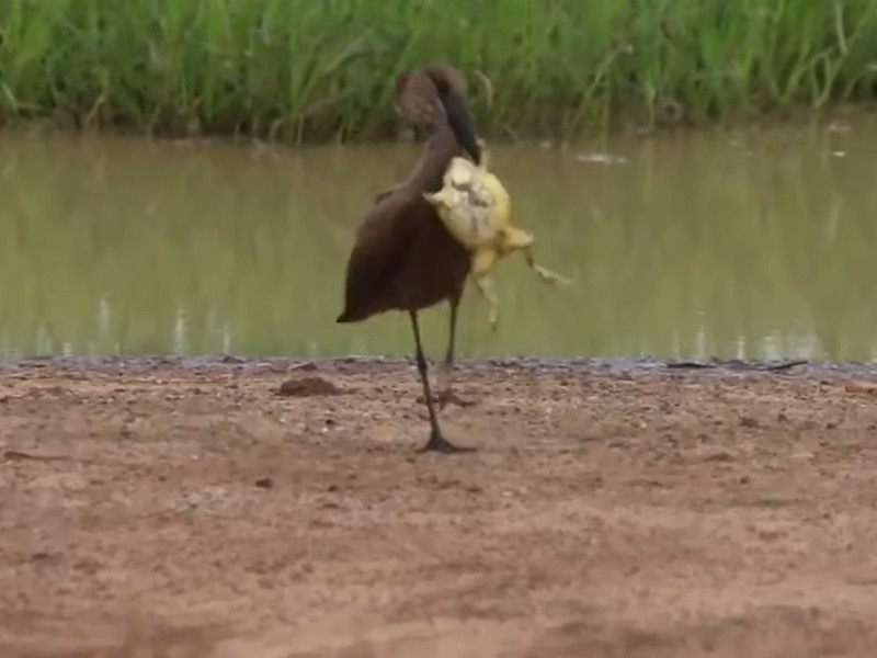 WATCH: Bird’s froggy dinner fights back! | Scrolla.Africa