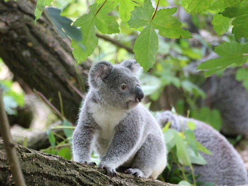Koala Claude, you’re a cunning crook! | Scrolla.Africa