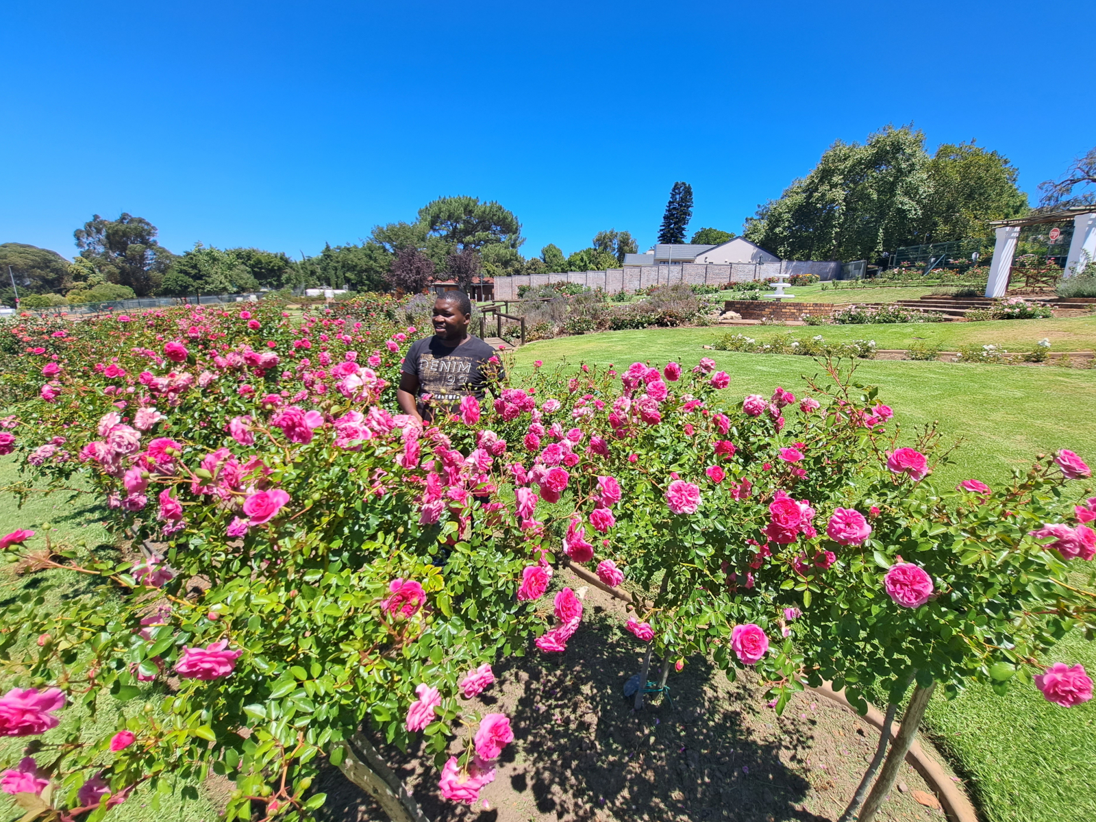 Love blooms at Cape rose garden — and it’s free! - Scrolla.Africa