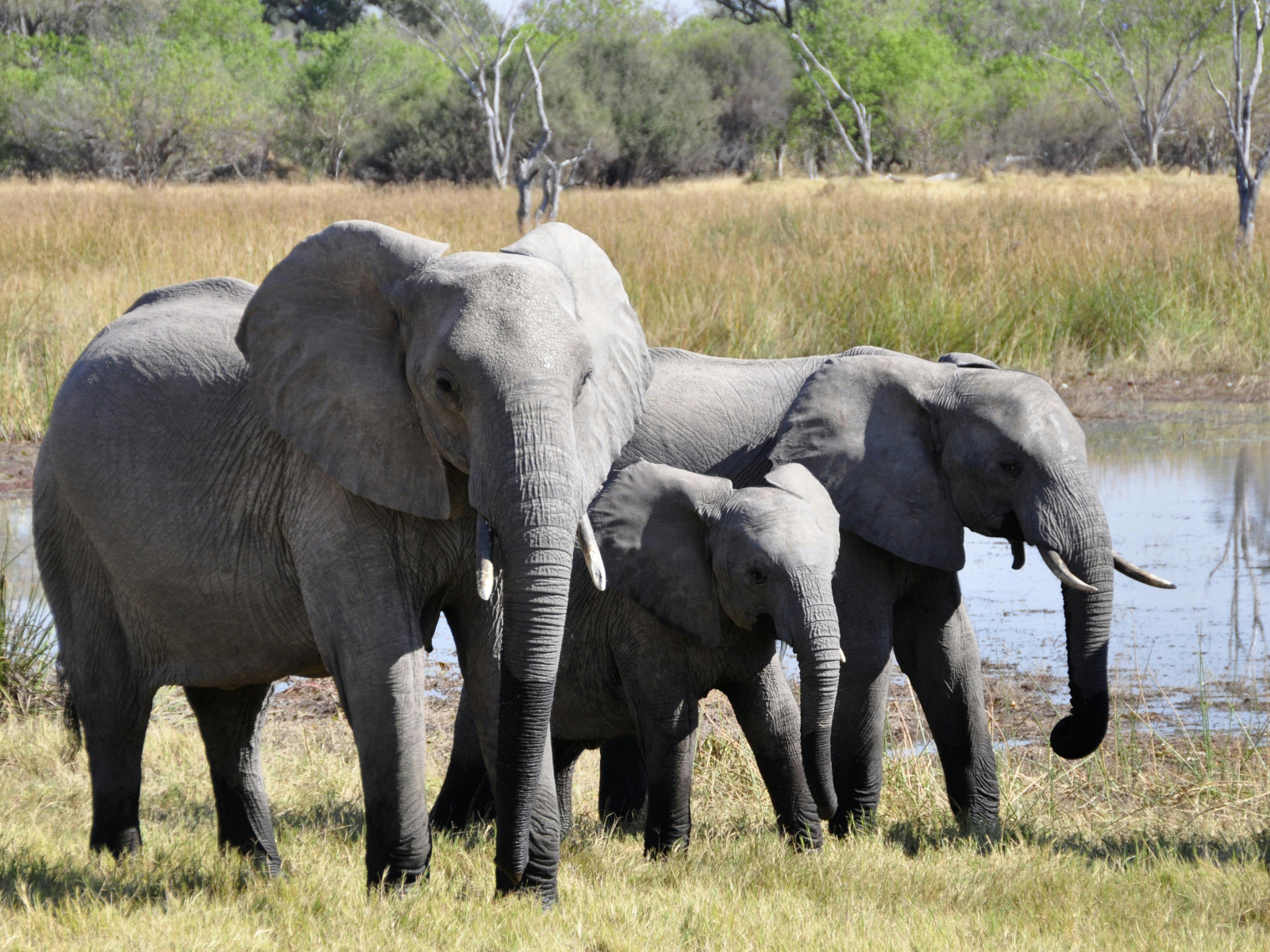 KZN News Bites: Community feasts on elephant meat | Scrolla.Africa