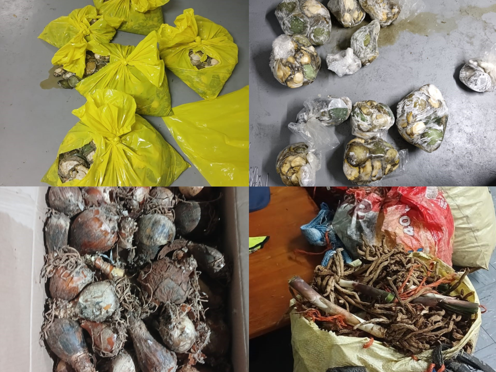 Thieves caught stealing plants worth millions - Scrolla.Africa