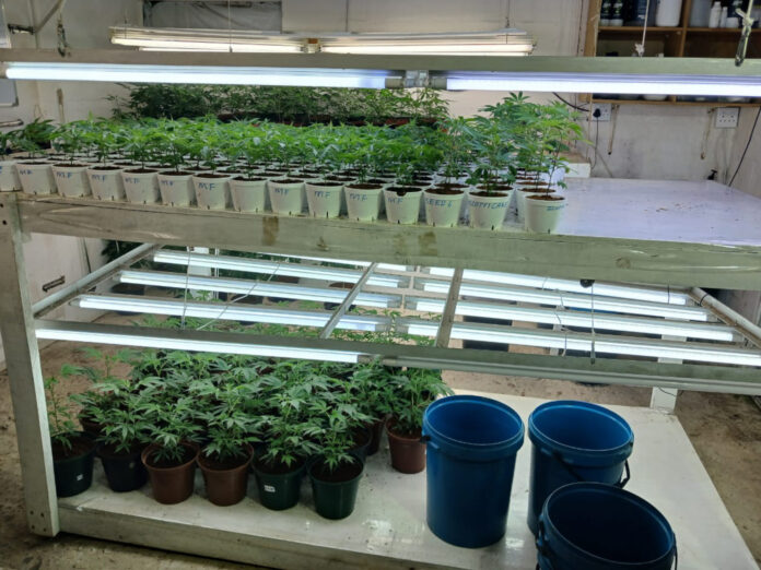 Man and woman arrested for operating dagga farm | Scrolla.Africa