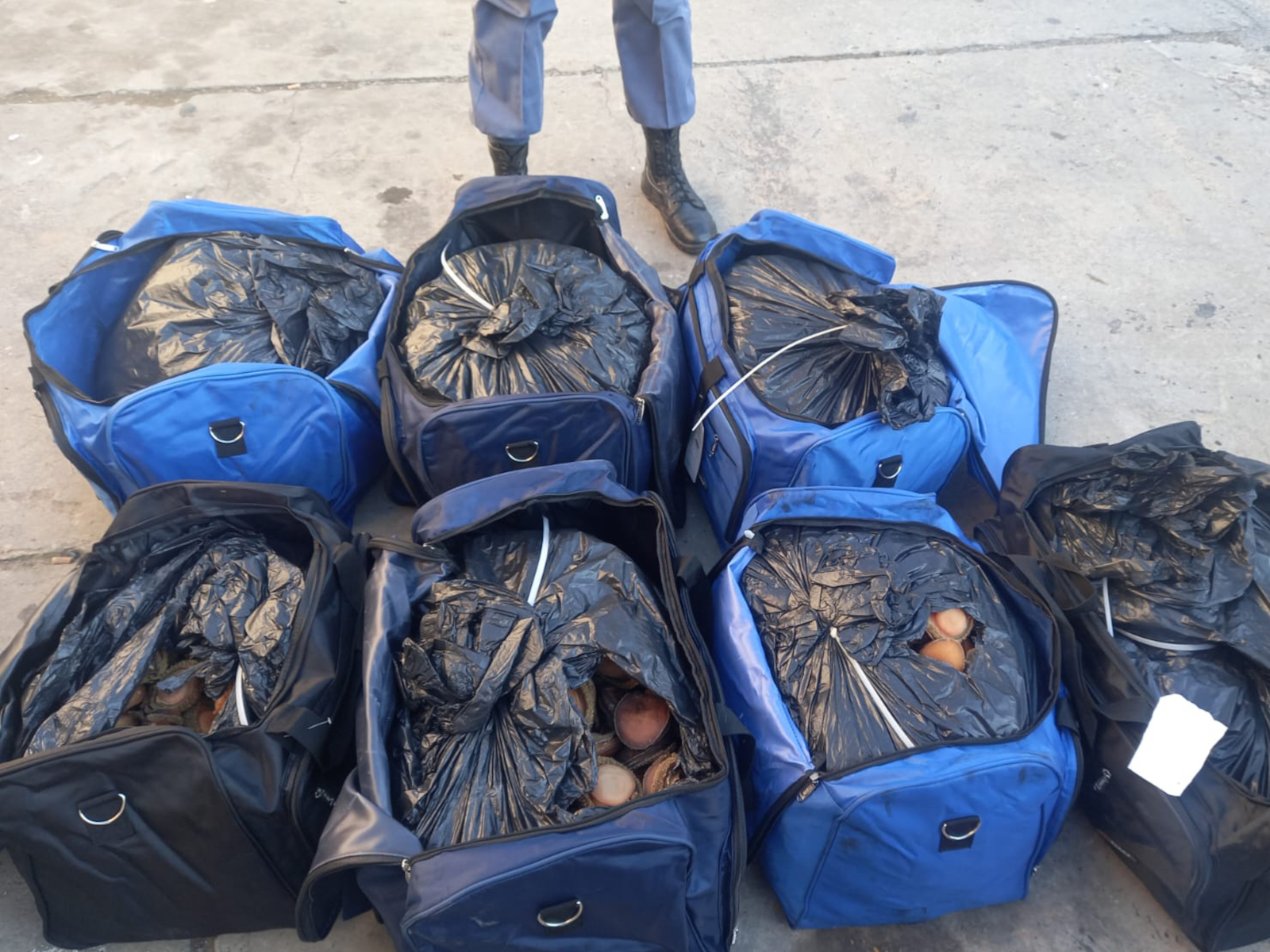 Dog sniffs out smuggled perlemoen worth millions - Scrolla.Africa