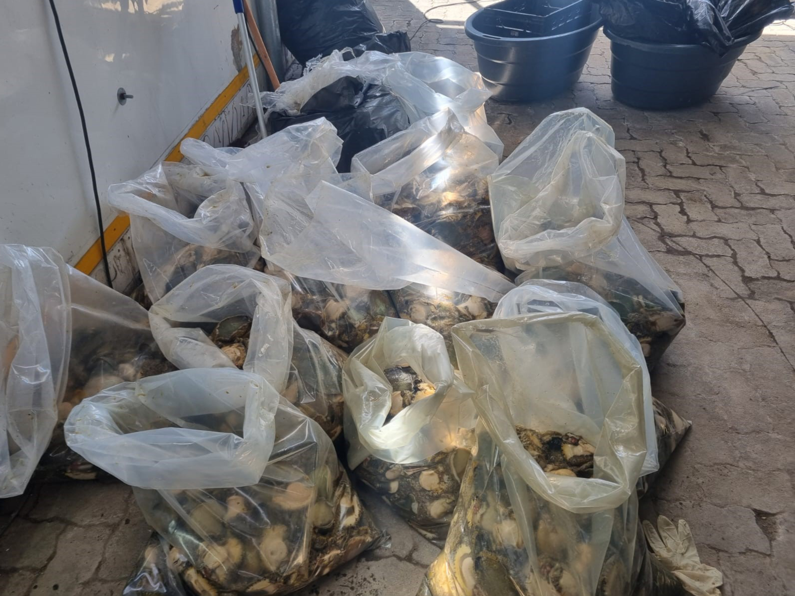 Perlemoen smugglers caught wet-handed - Scrolla.Africa