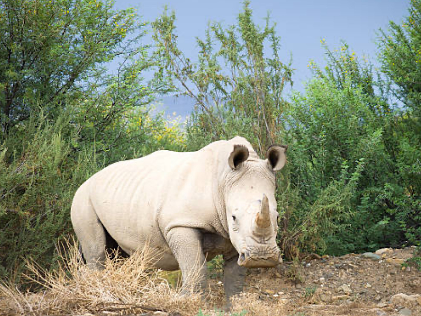 World news bites: Scientists fight to save rhinos - Scrolla.Africa