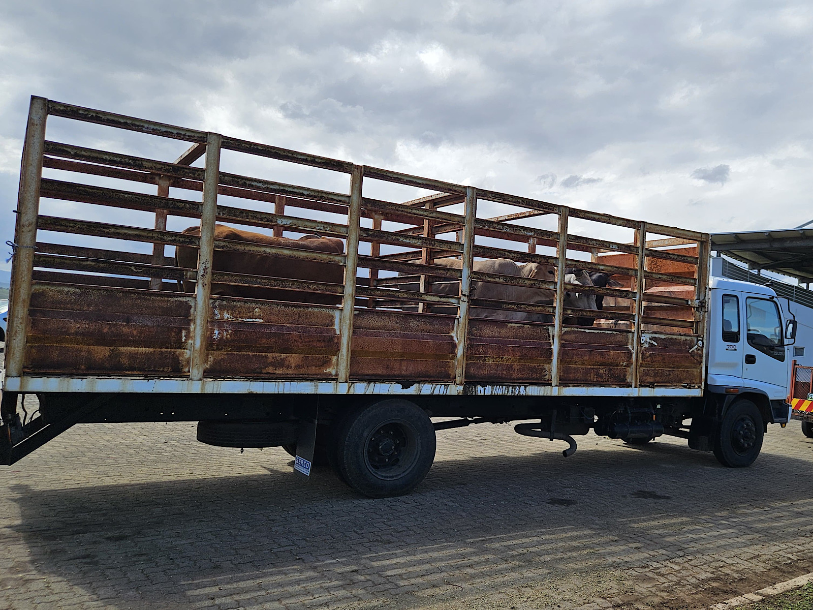 Shembe Church blesses Zulu King with 21 head of cattle | Scrolla.Africa