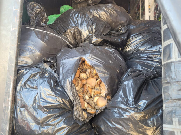 Police stop R7-million abalone heading to Gauteng | Scrolla.Africa