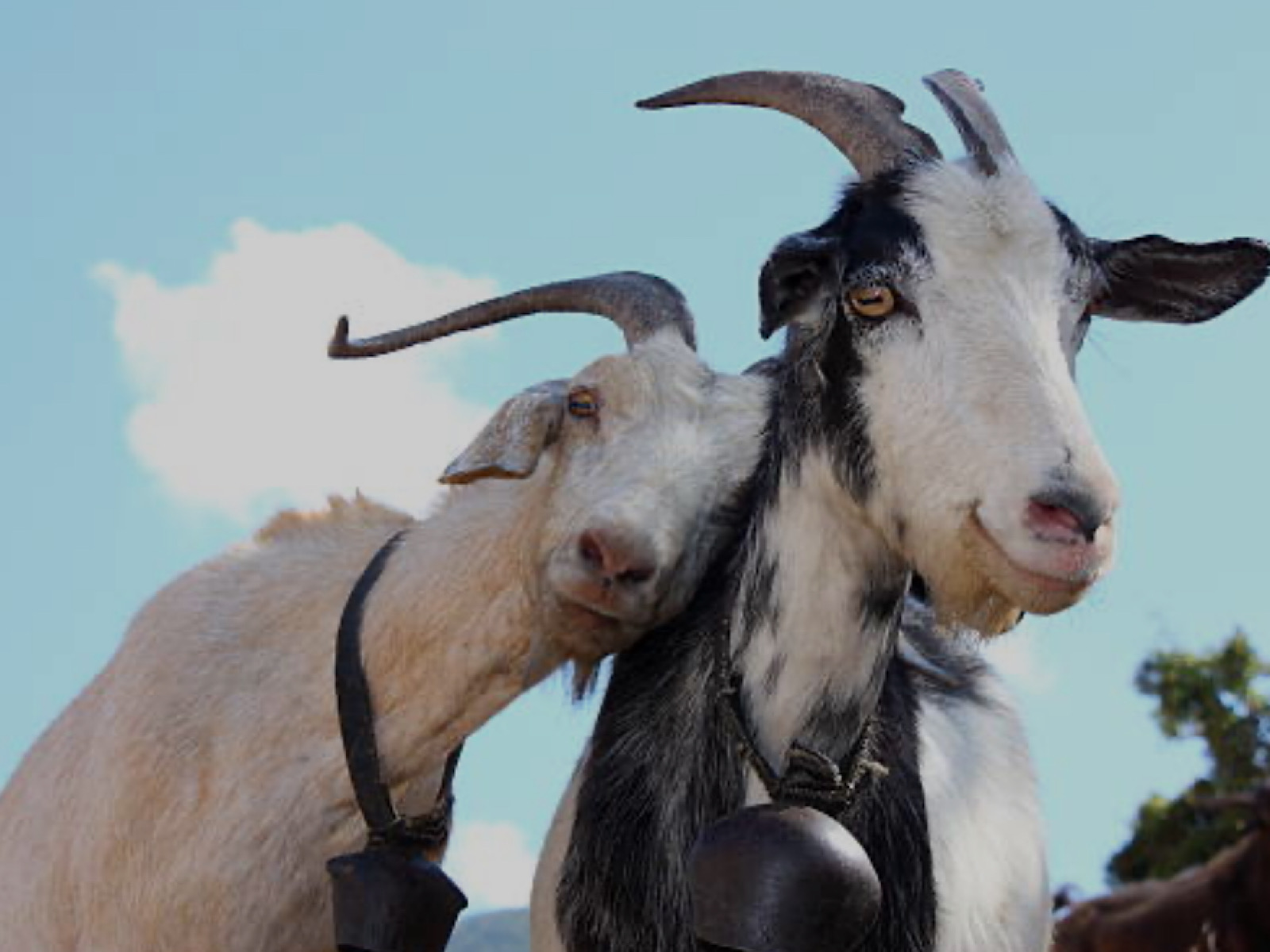 World news bites: Goats arrested for chasing people around the city ...