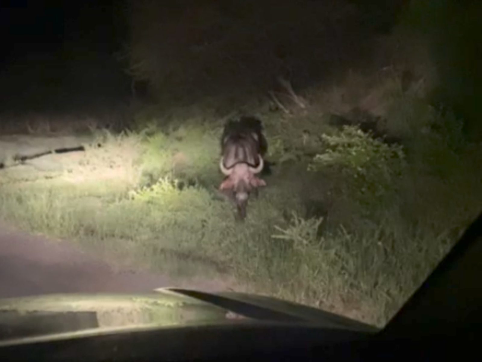 Angry buffalo kills father trying to save others - Scrolla.Africa