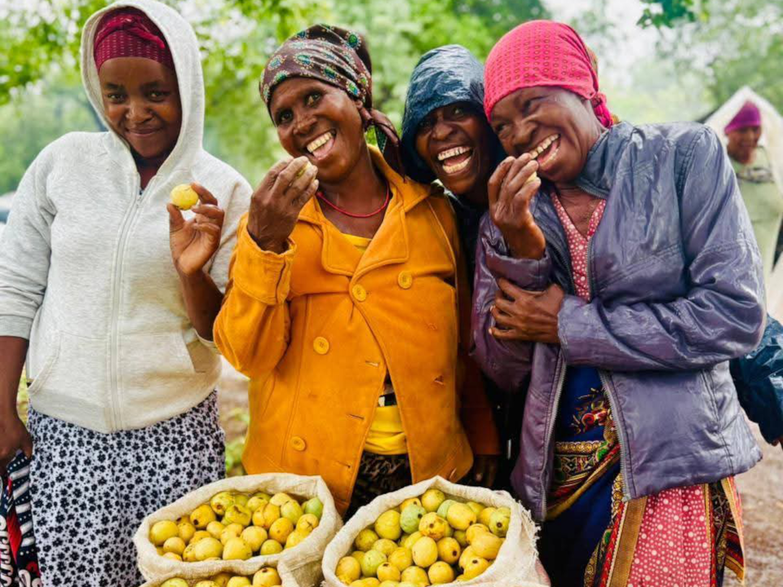 Marula season helps single mom feed her children - Scrolla.Africa