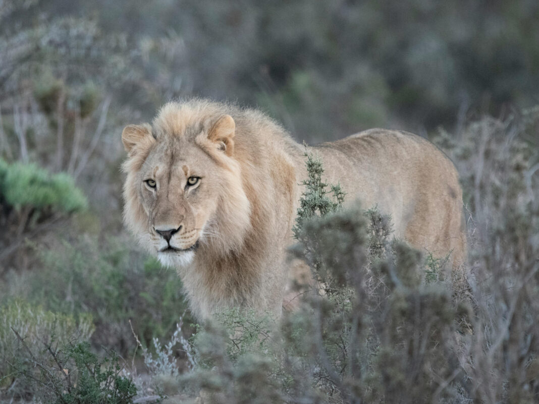 Lion shot dead after eating farmers' livestock - Scrolla.Africa