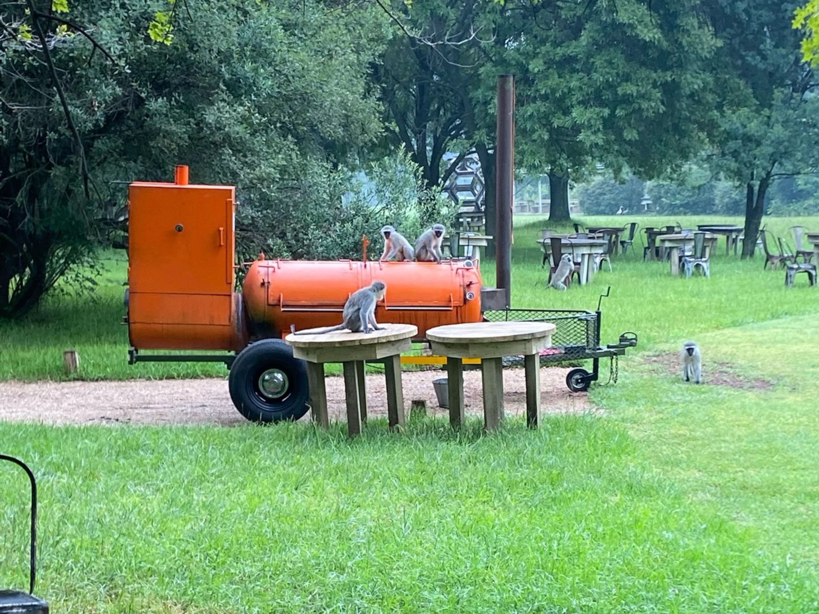 Soweto gets a taste of Texas | Scrolla.Africa