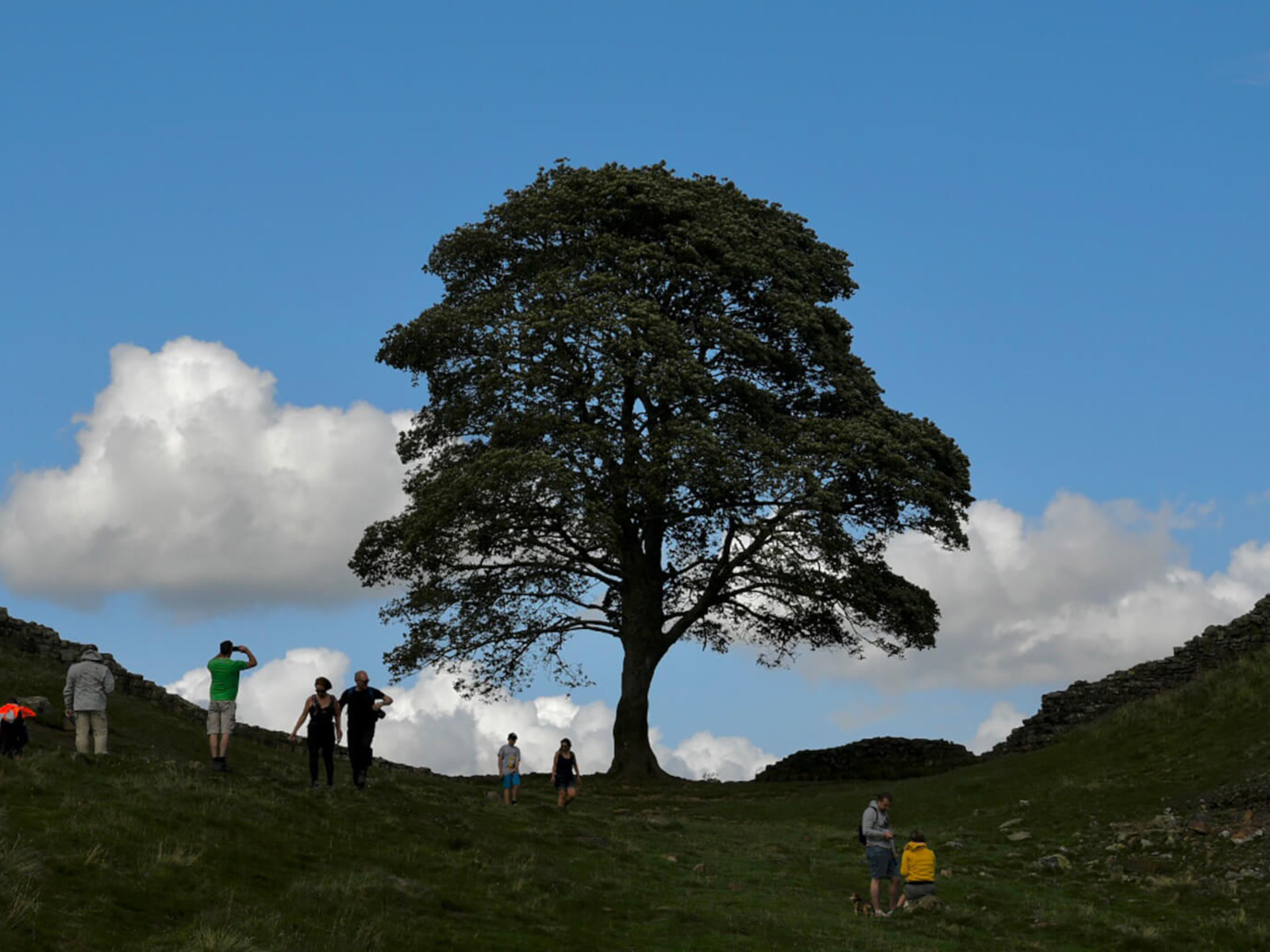 Two men jailed for cutting down famous tree | Scrolla.Africa