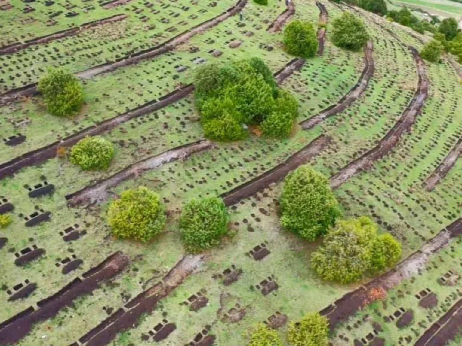 Ethiopia’s green push: 700 million trees in one day | Scrolla.Africa