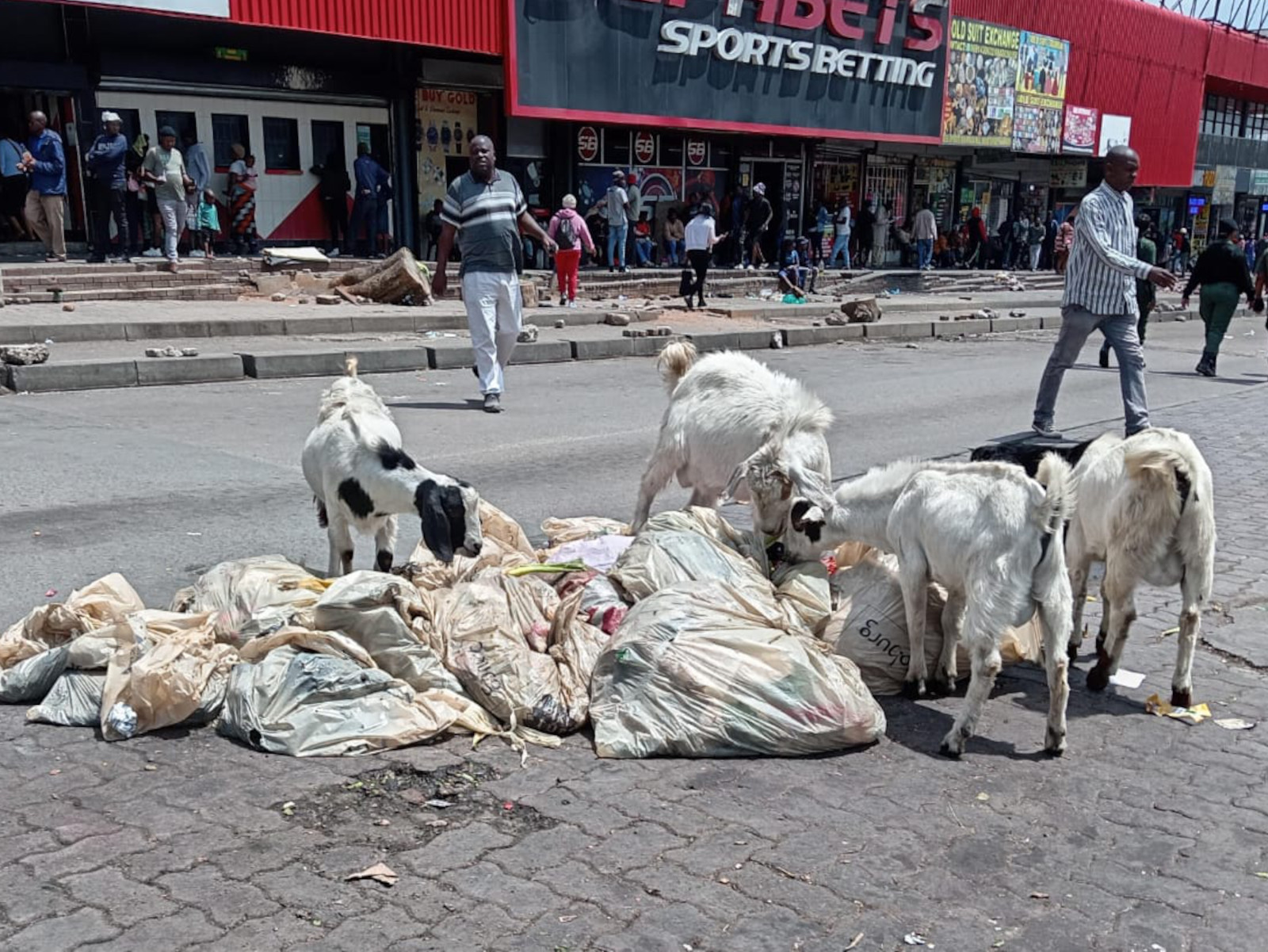 No more leftovers as Alex goats lose their buffet - Scrolla.Africa