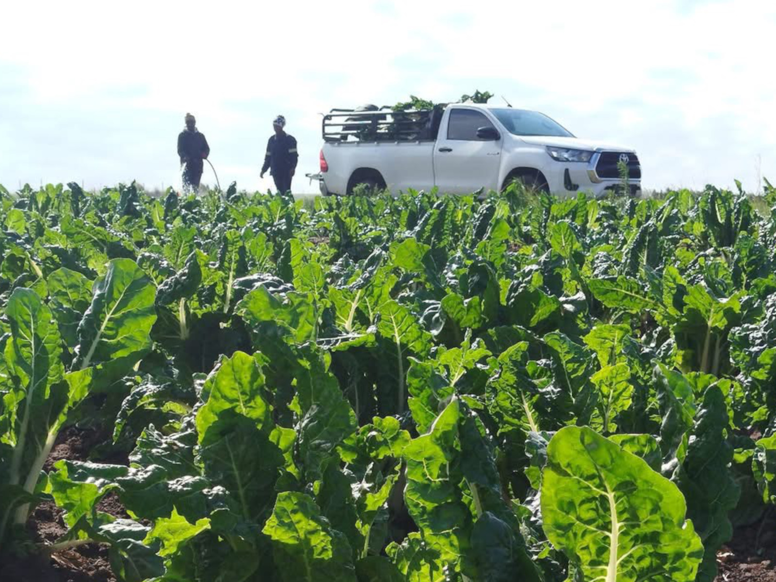 Young farmers dig Butterworth out of poverty one crop at a time ...
