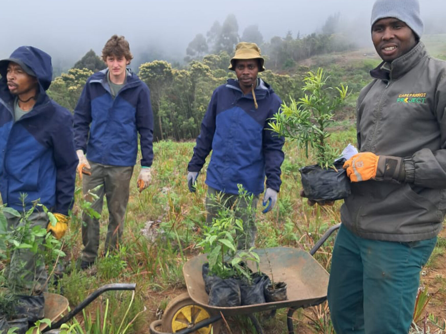 8,000 new trees planted to save South Africa's rare parrot - Scrolla.Africa