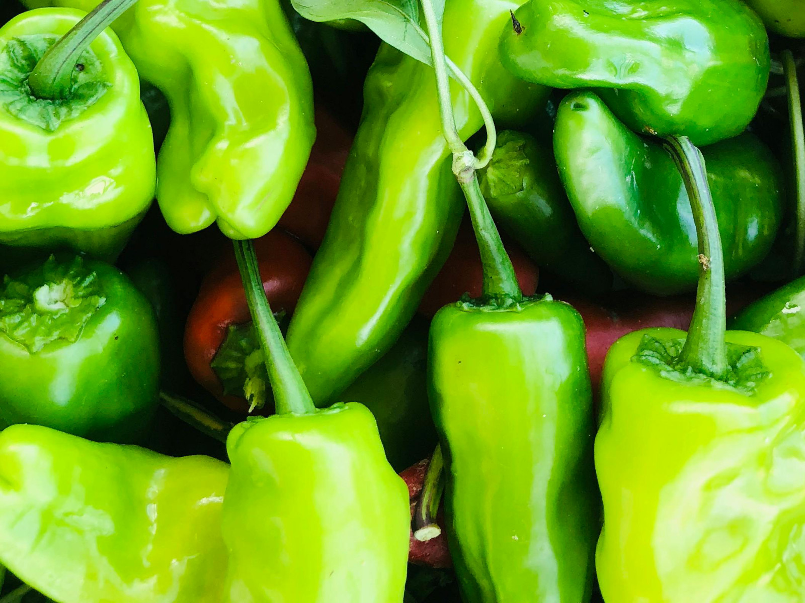 Rising costs push green pepper prices out of reach - Scrolla.Africa