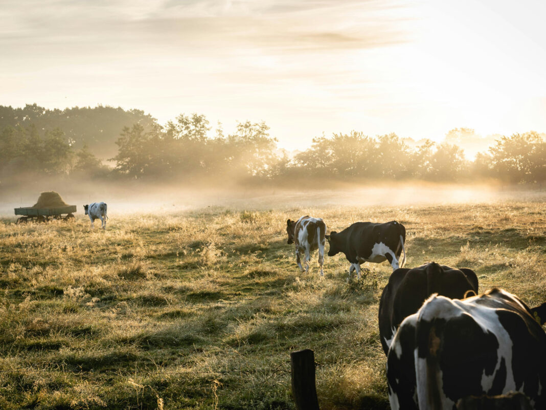 Farmers warn foot and mouth disease is out of control - Scrolla.Africa